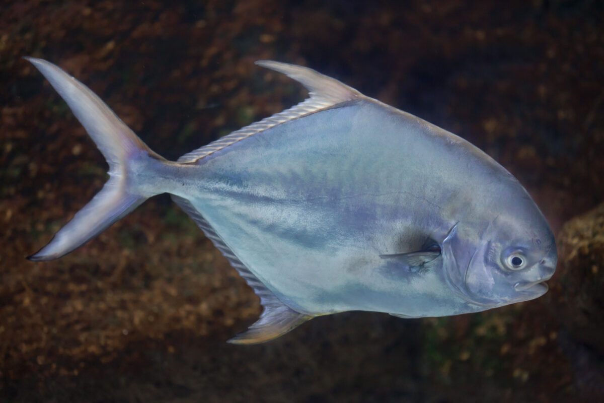 Comprehensive Guide to Year-Round and Seasonal Fish Species around AMI
